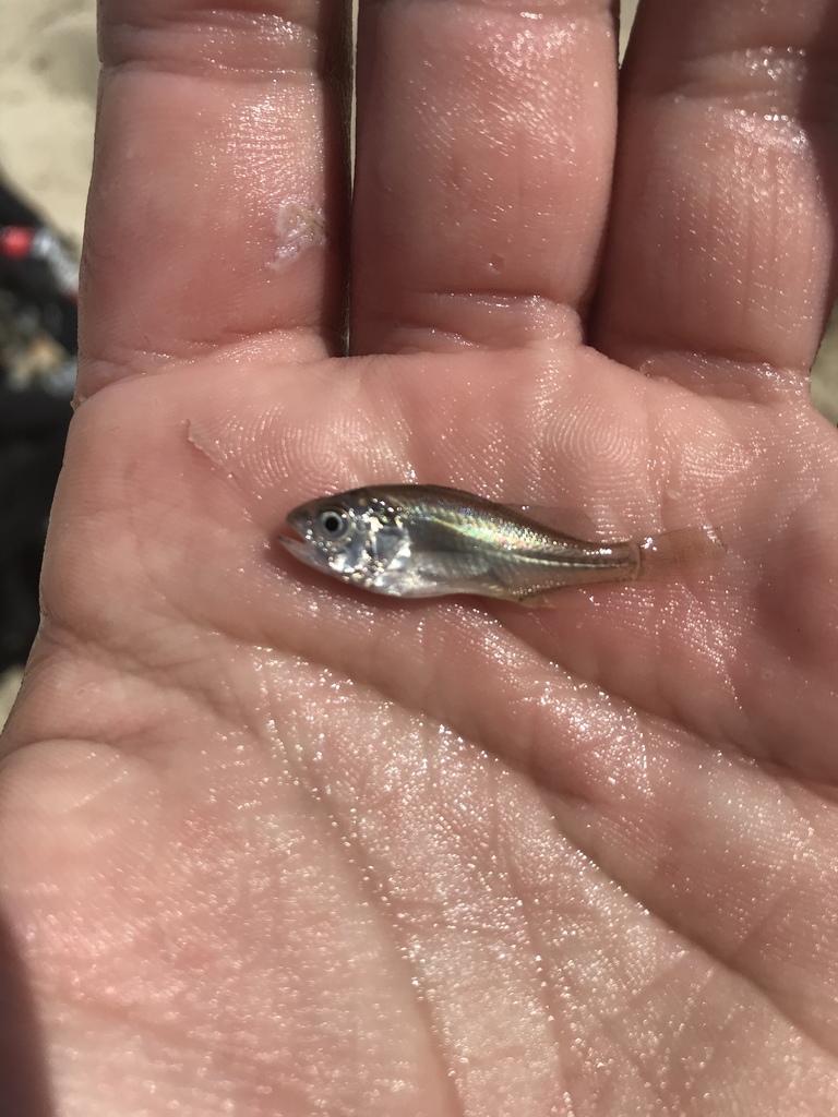 Weakfishes (Cynoscion) - Marine Life Identification