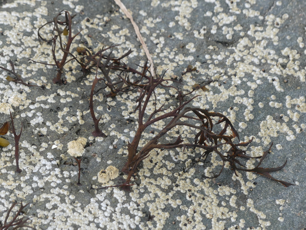 Rockweed from Skeena-Queen Charlotte, British Columbia, Canada on July ...