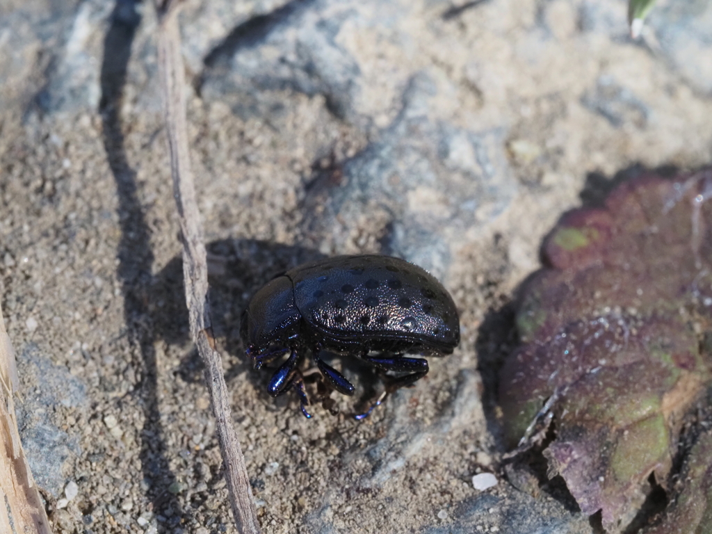 Chrysolina exanthematica exanthematica from 日本、〒360-0016 埼玉県熊谷市熊谷 on ...