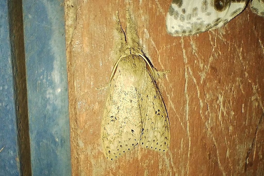 Calliteara angulata from Murlen, Mizoram 796321, India on October 9 ...