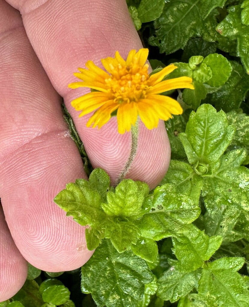trailing daisy from Parque Nacional Isabel de Torres, Puerto Plata ...