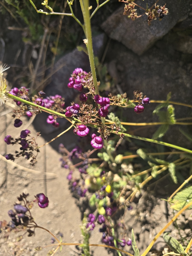 Calceolaria purpurea from Lo Barnechea, Región Metropolitana, Chile on ...