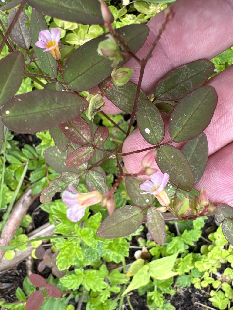 Lavender Sorrel from Parque Nacional Isabel de Torres, Puerto Plata ...