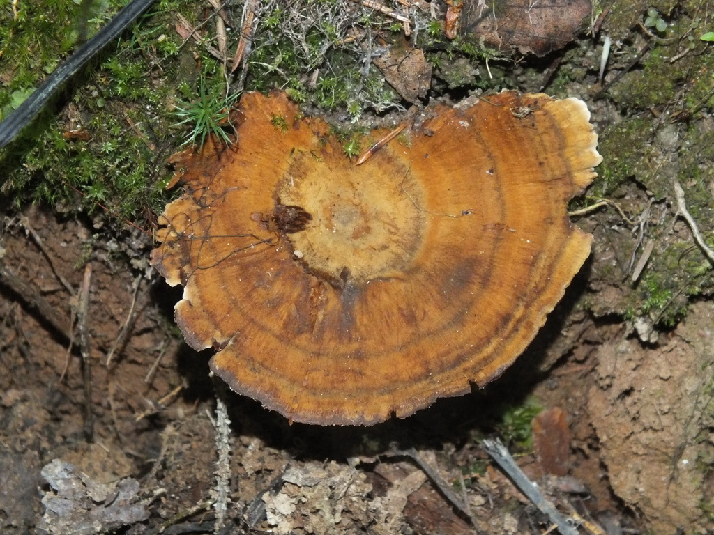 Brown Funnel Polypore from Нагорский р-н, Кировская обл., Россия on ...