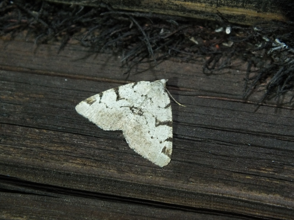 V-Moth from Нагорский р-н, Кировская обл., Россия on July 22, 2024 at ...