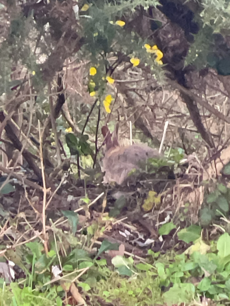 European Rabbit from Paignton on December 28, 2024 at 02:44 PM by ...