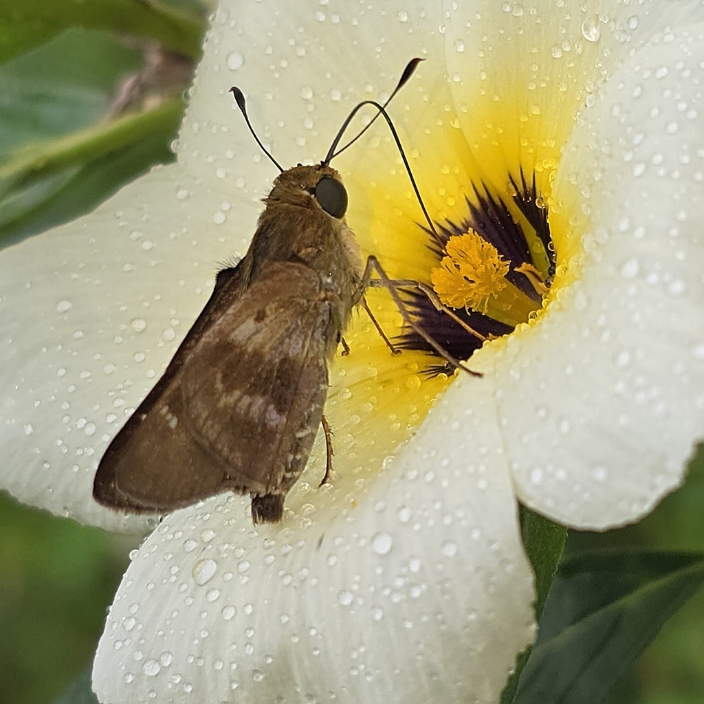 Violet-banded Skipper from Alta Floresta - MT, 78580-000, Brasil on ...