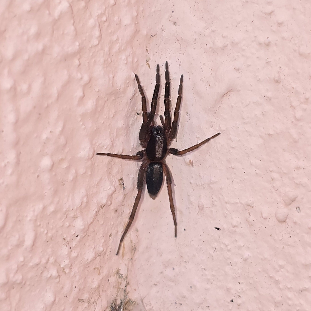 Teminius insularis from Alta Floresta - MT, 78580-000, Brasil on ...