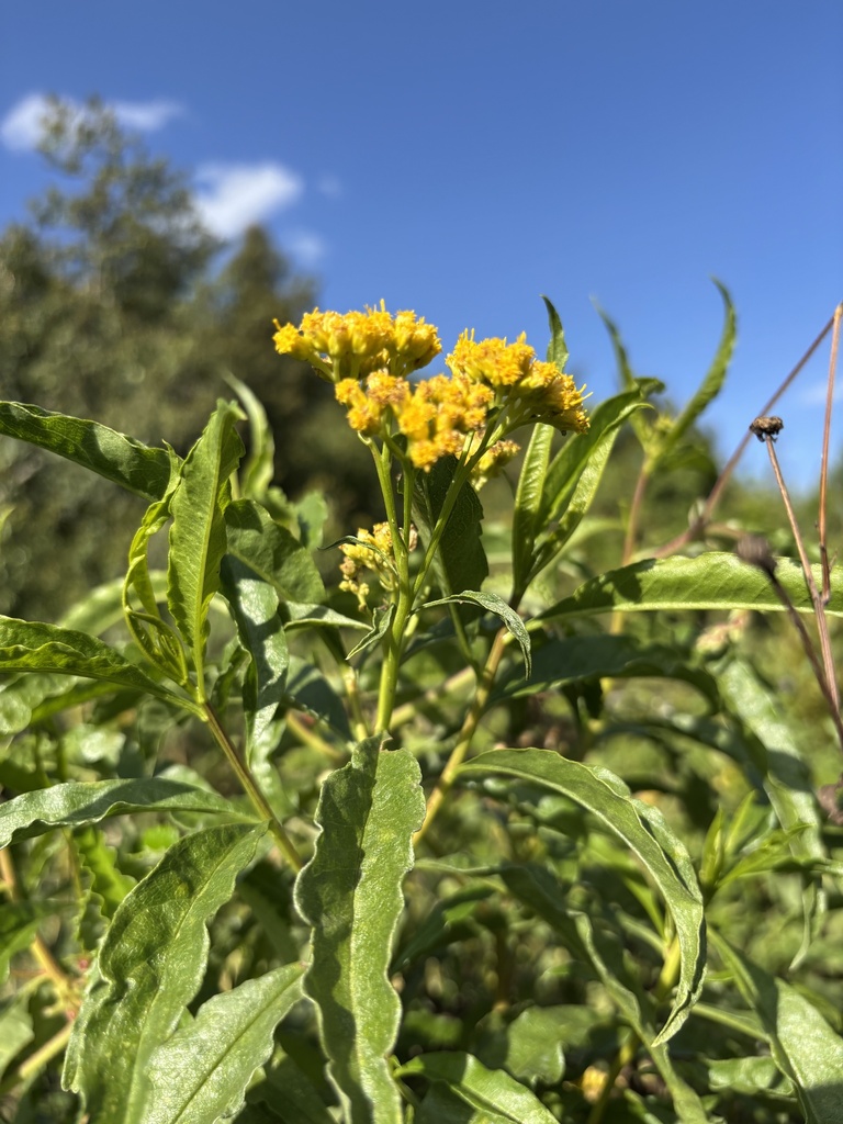 Sticky Psiadia from Buuri, Meru, KE on December 28, 2024 at 04:31 PM by ...