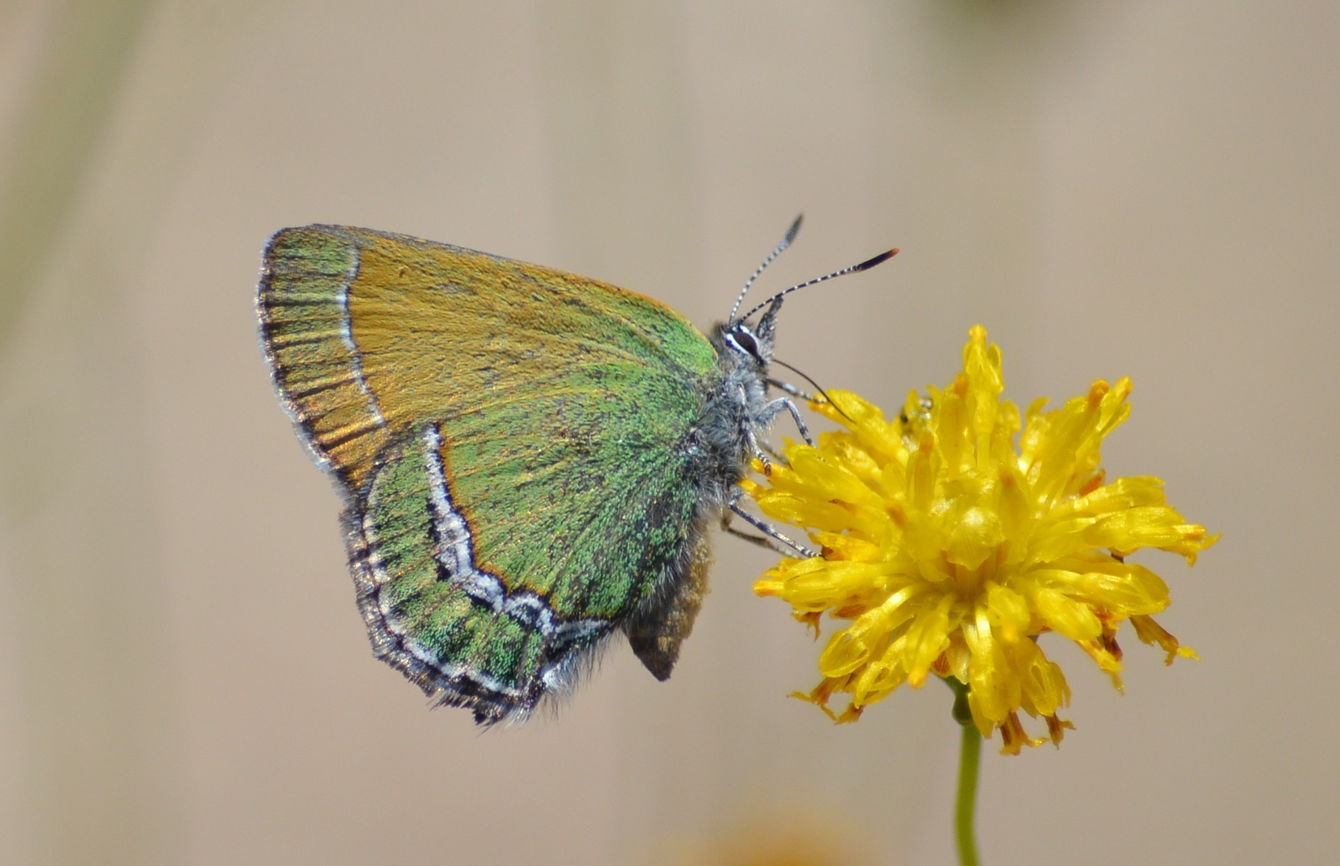 New Mexico State Butterfly