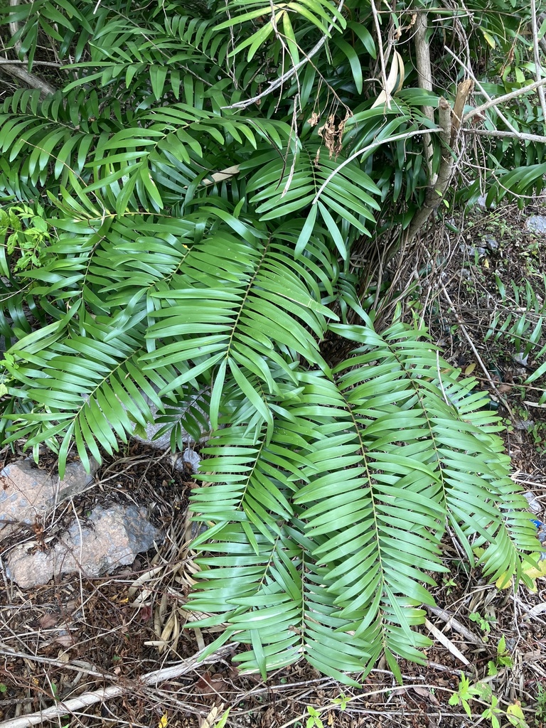 Coontie from Puerto Rico, Juana Díaz, PR, US on December 27, 2024 at 01 ...