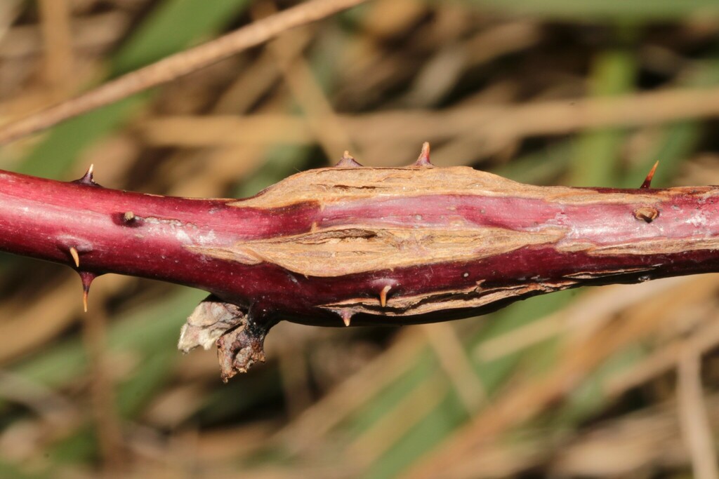 Rose Stem Girdler from Tés, 8109 Magyarország on December 22, 2024 at ...