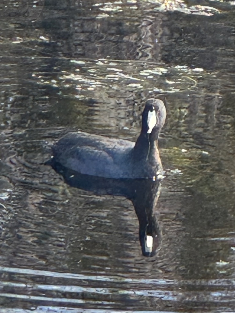 American Coot from Lake Tarpon, Palm Harbor, FL, US on December 28 ...