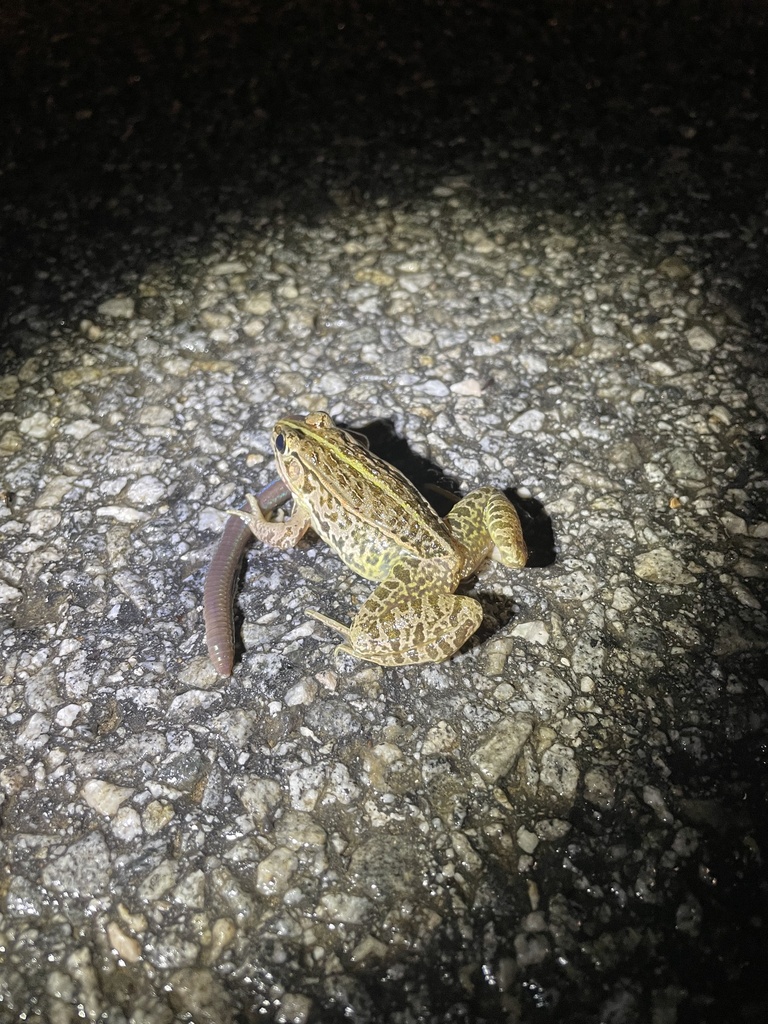 Black-spotted Frog in August 2021 by sailebumbum · iNaturalist