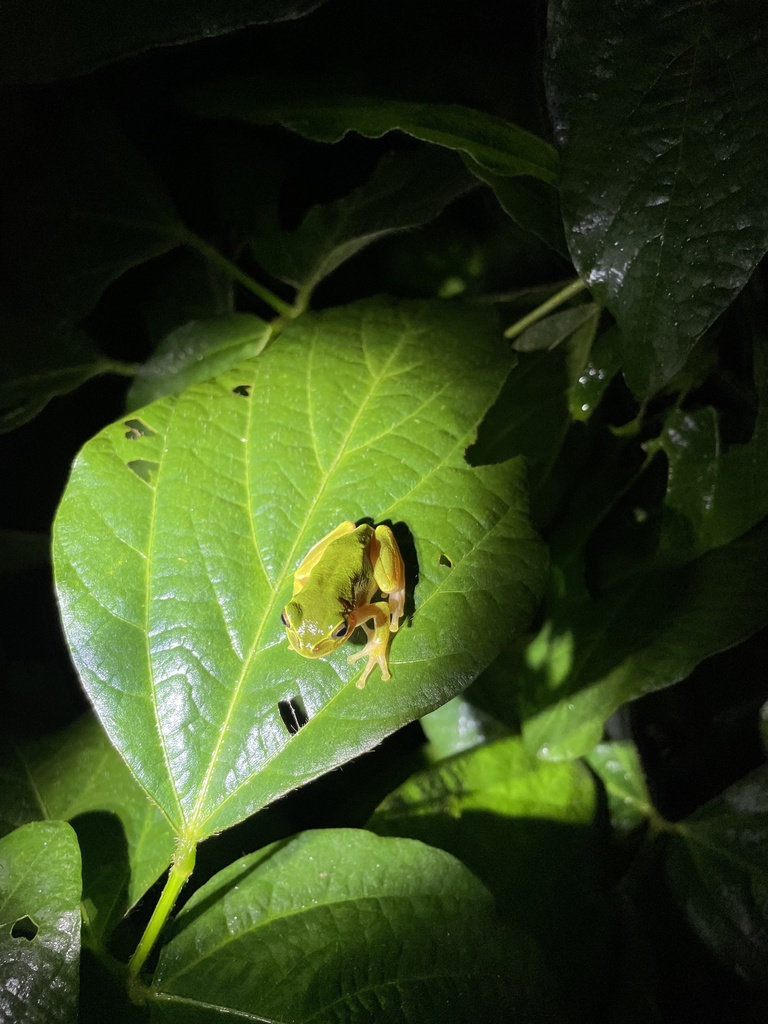 Holarctic Treefrogs from South Chungcheong, KR on August 31, 2021 at 09 ...