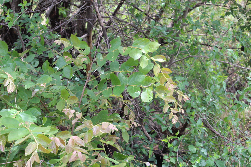 Grey Raisin from Pilanesberg National Park, South Africa on December 28 ...
