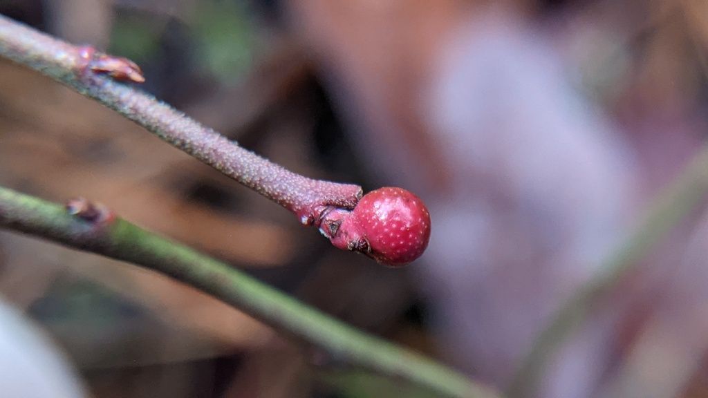 Blueberry Stem Gall Wasp from Wellfleet, MA, USA on December 27, 2024 ...