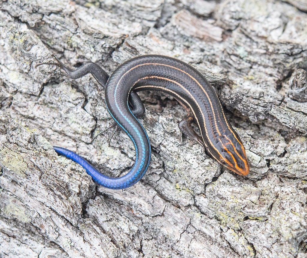 Southeastern Five-lined Skink from The Nature Conservancy's Tiger Creek ...
