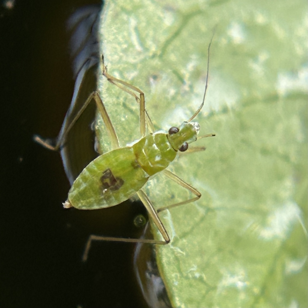 Mulsant's Water Treader from SE 197th Pl, Dunnellon, FL, US on December ...