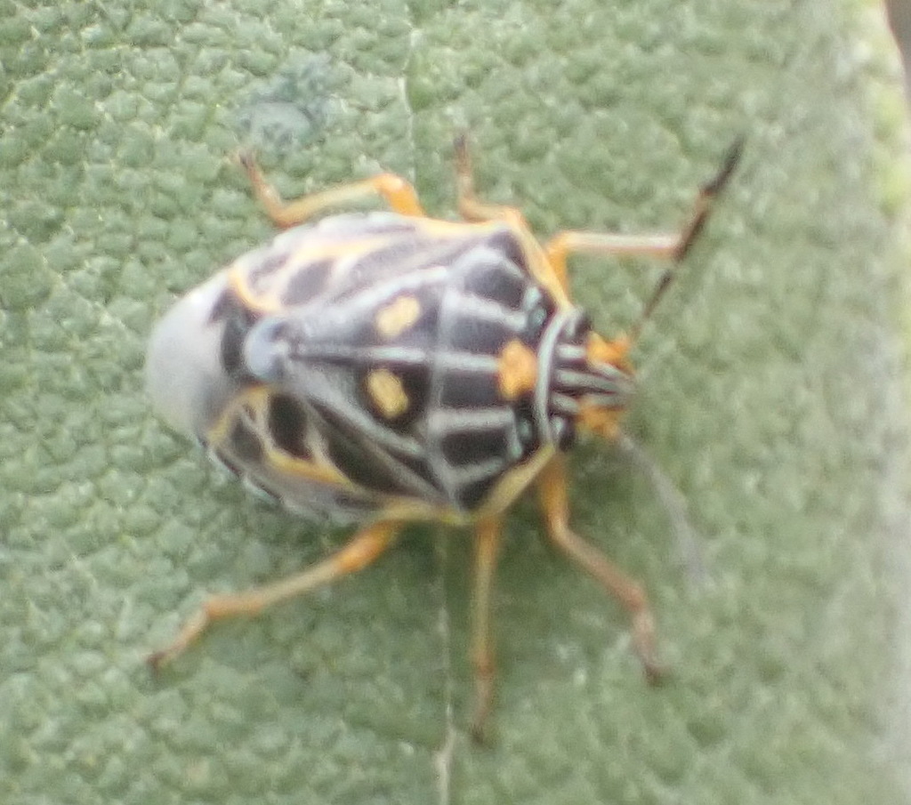 Antestia Bug from Signal Hill, Cape Town, 8001, South Africa on ...