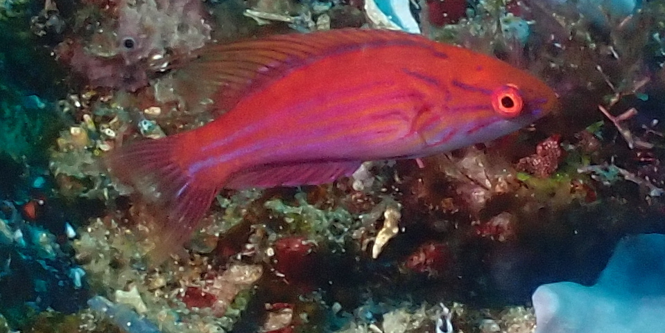 Filamentous Flasher Wrasse from East Gela, Solomon Islands on June 13 ...