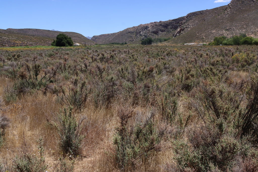 Short-leaf Bluebush from Matjiesfontein school to homestead ...