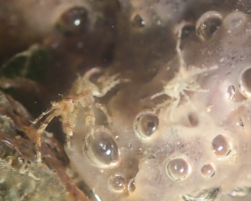 Podoceridae from Morro Bay, CA, USA on December 26, 2024 at 04:29 PM by ...