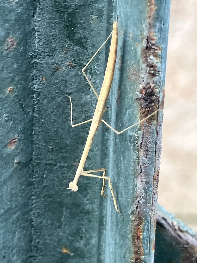 American Grass Mantis from Colorado County, TX, USA on December 28 ...