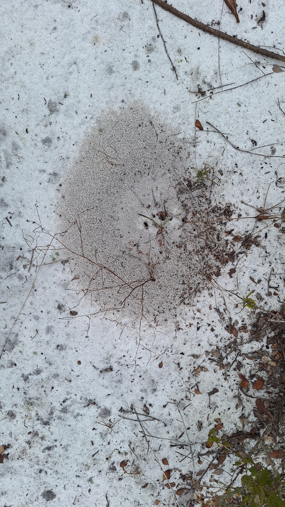 Morris' Big-headed Ant from Sebastian, FL 32958, USA on December 25 ...