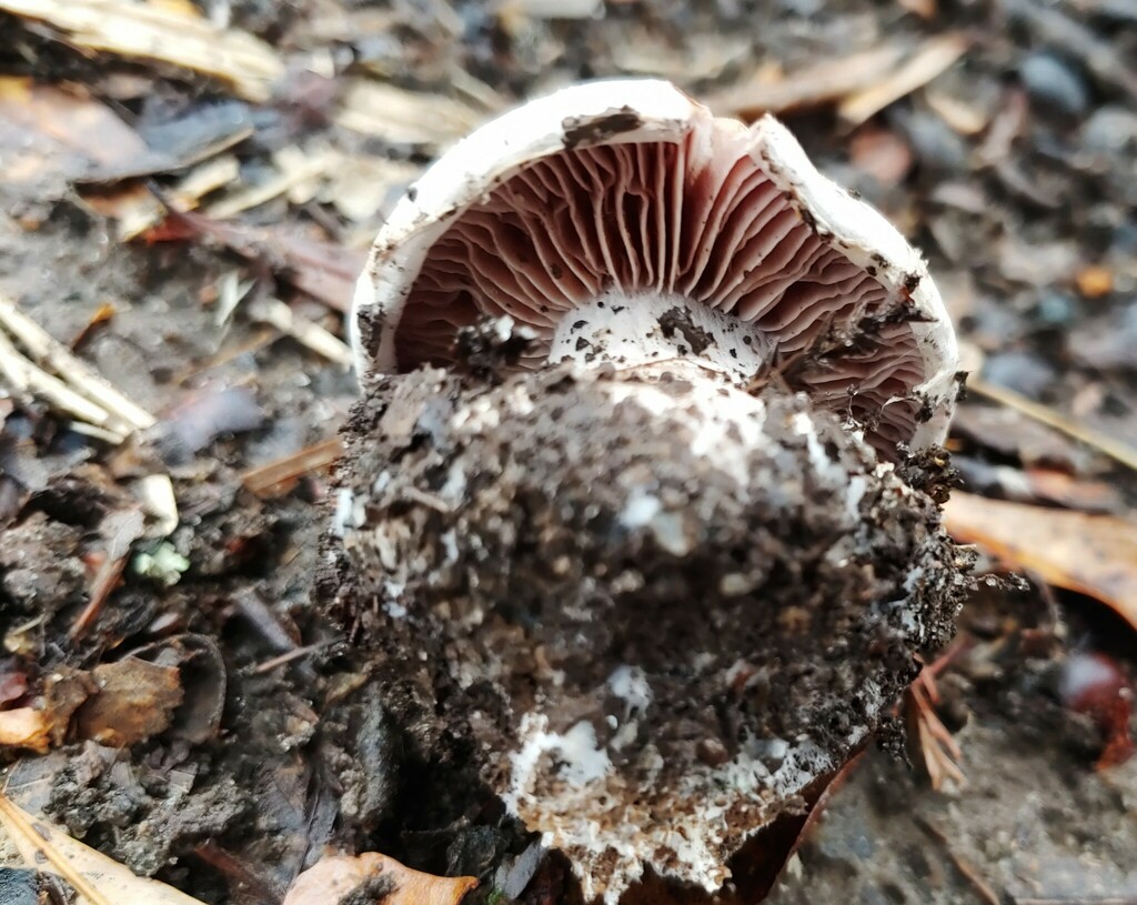 stocking webcap from Mountain Park, GA, USA on December 28, 2024 at 10: ...