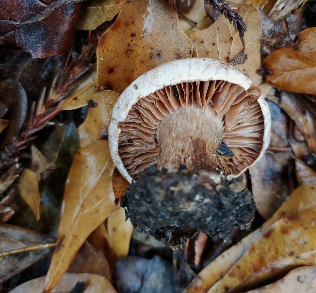 stocking webcap from Mountain Park, GA, USA on December 28, 2024 at 10: ...