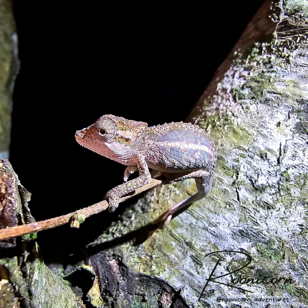 Setaro's Dwarf Chameleon from Sodwana Bay National Park, 3974, South ...