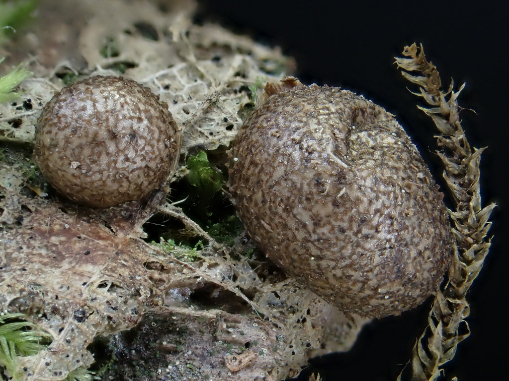 Lycogala exiguum from Slocan, BC V0G, Canada on June 20, 2024 at 11:52 ...