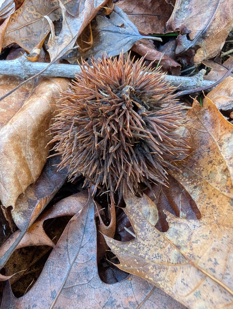 Chestnuts from New Bethel, Indianapolis, IN, USA on December 28, 2024 ...