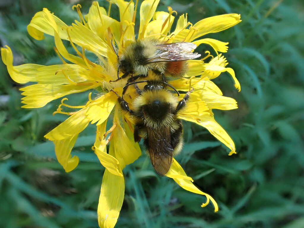Western Bumble Bee from Clearwater County, AB, Canada on August 11 ...