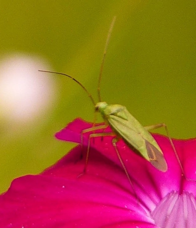 Calocoris from 83416 Surheim-Am Bahnhof, Deutschland on June 22, 2022 ...