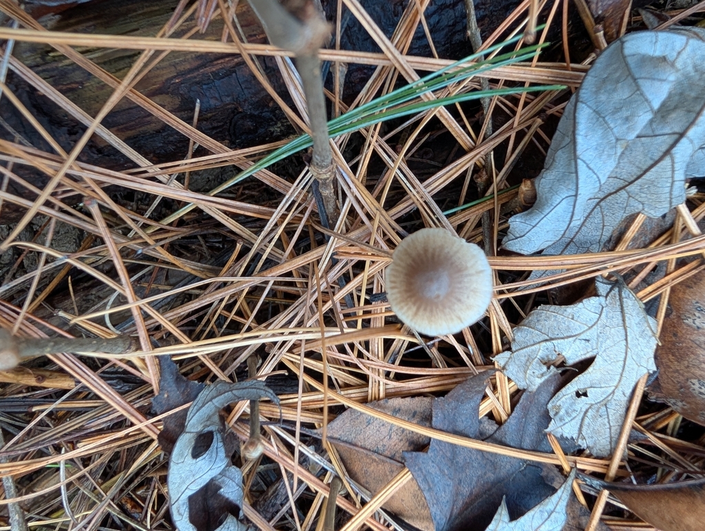 Bonnets from New Bethel, Indianapolis, IN, USA on December 28, 2024 at ...