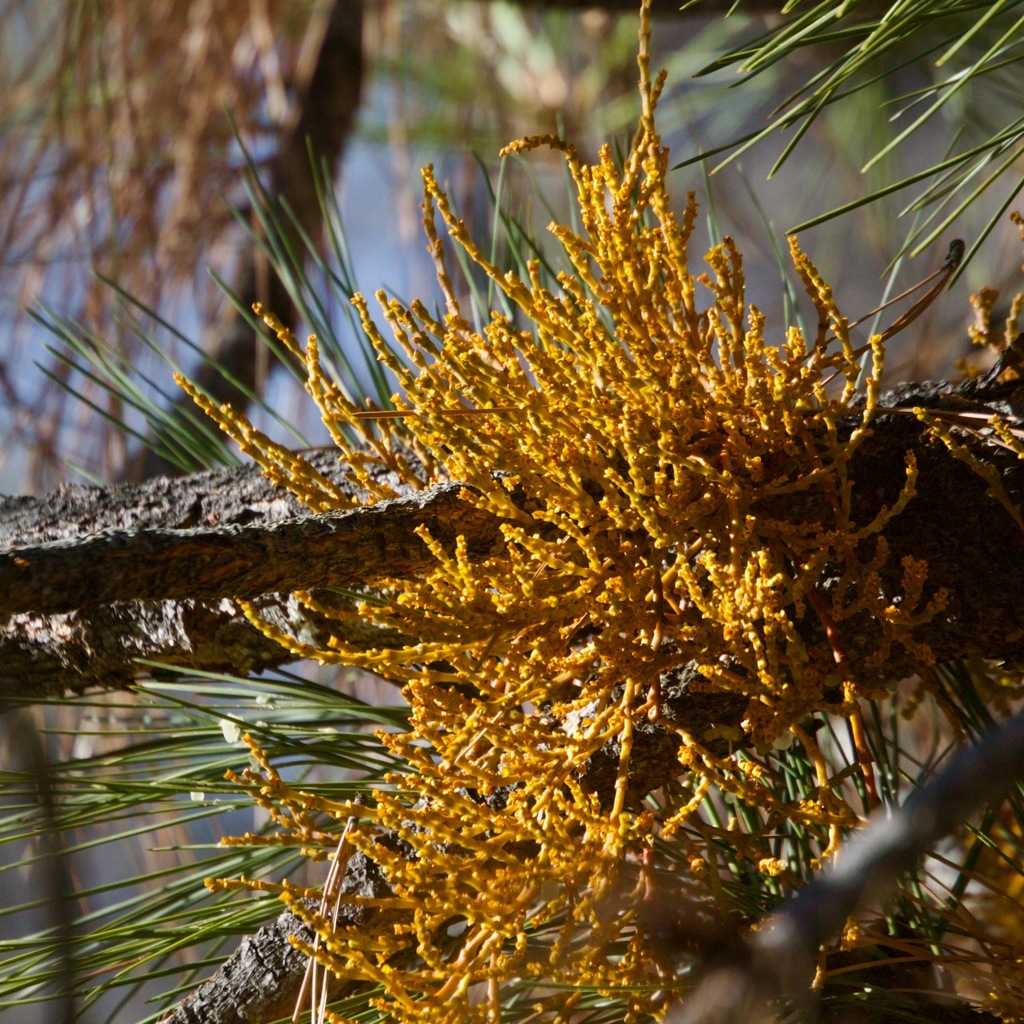 Western Dwarf-Mistletoe from San Diego County, CA, USA on December 21 ...