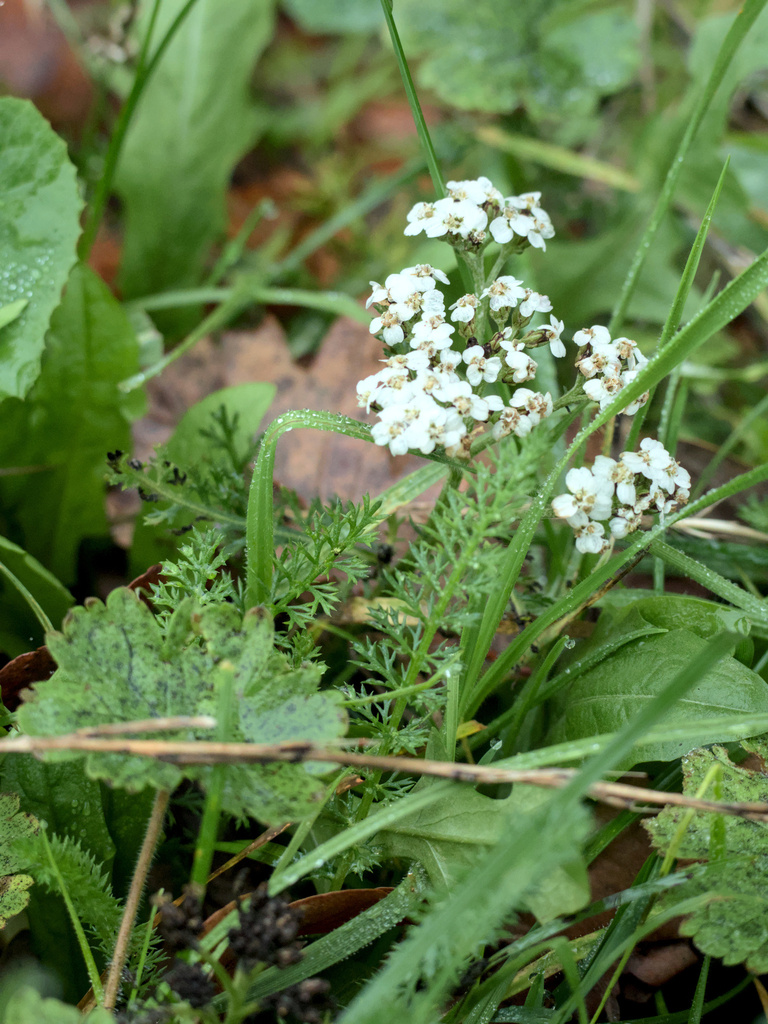 common yarrow from Uxbridge, UK on December 28, 2024 at 02:08 PM by ...