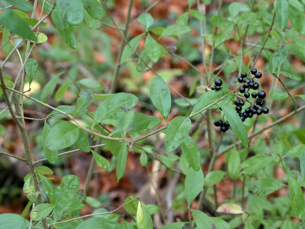 Common Privet from Uxbridge, UK on 28 December, 2024 at 02:38 PM by ...