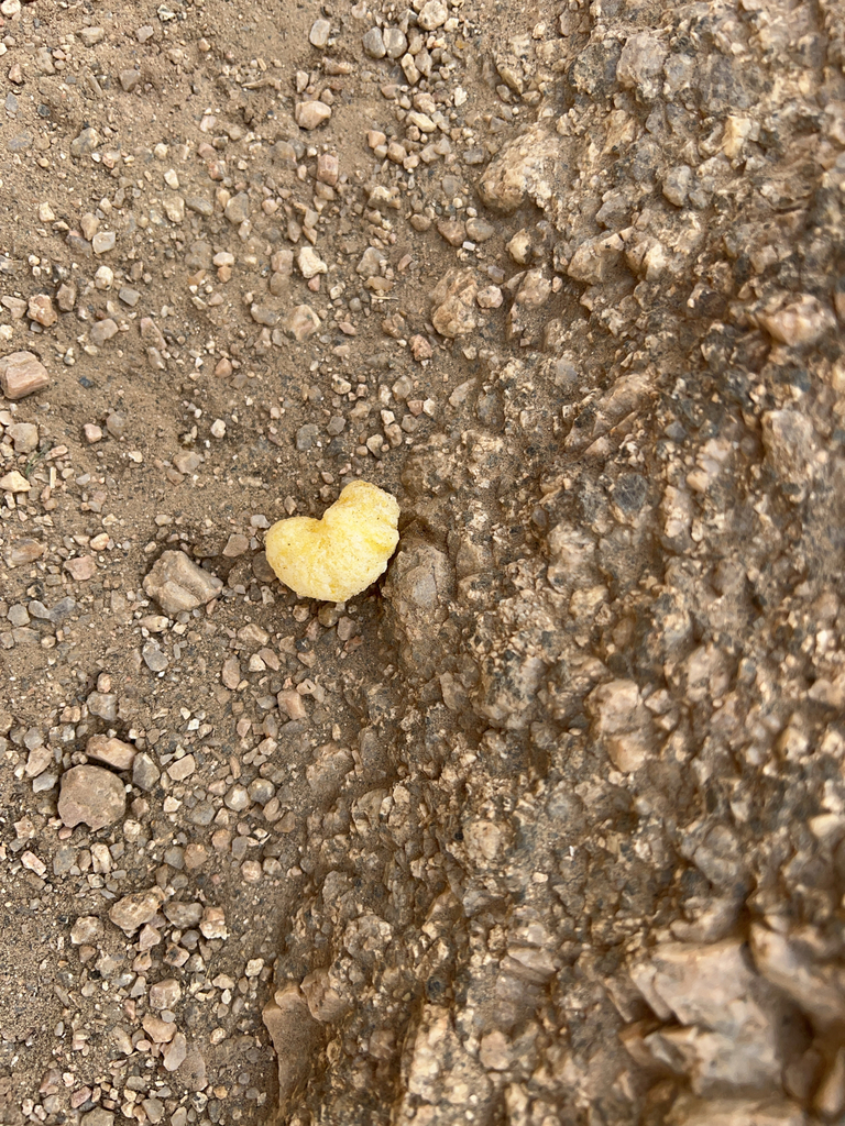 Three-spotted Grass Yellow from Scottsdale on December 28, 2024 at 10: ...