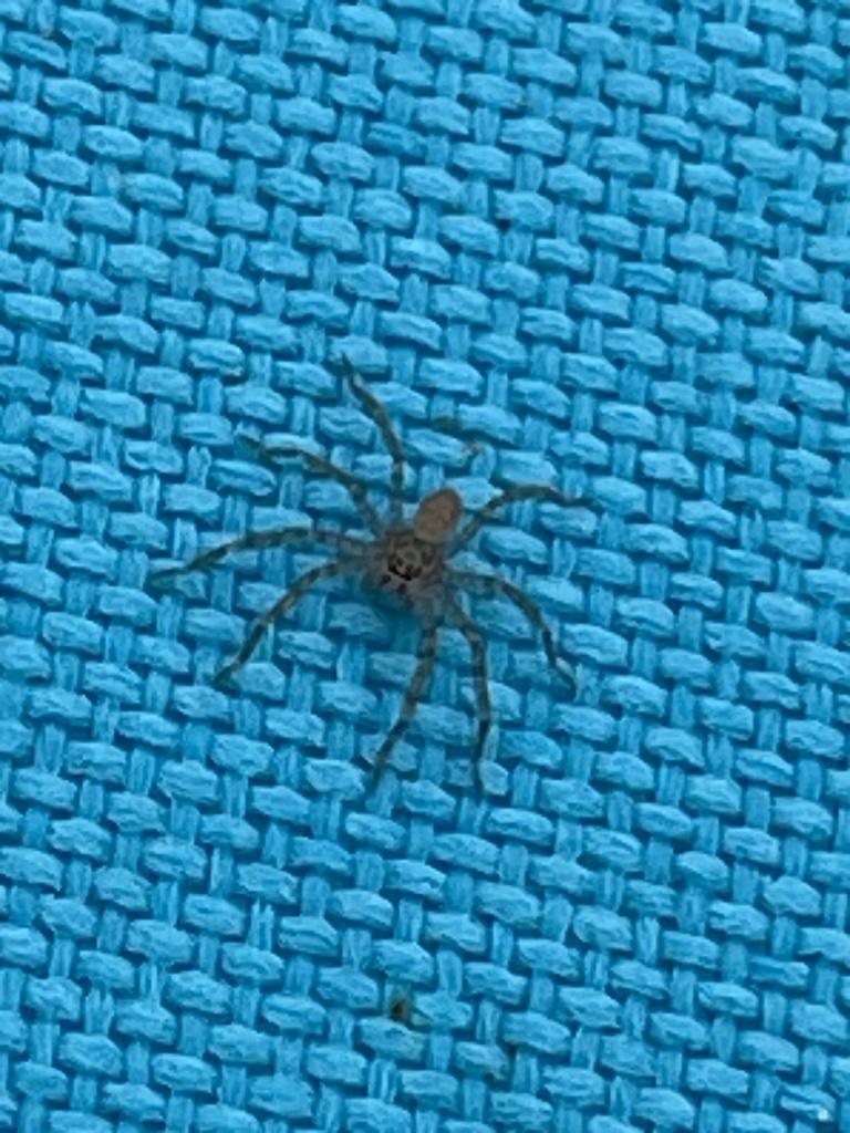 RTA Clade Spiders in December 2024 by tolvay family · iNaturalist