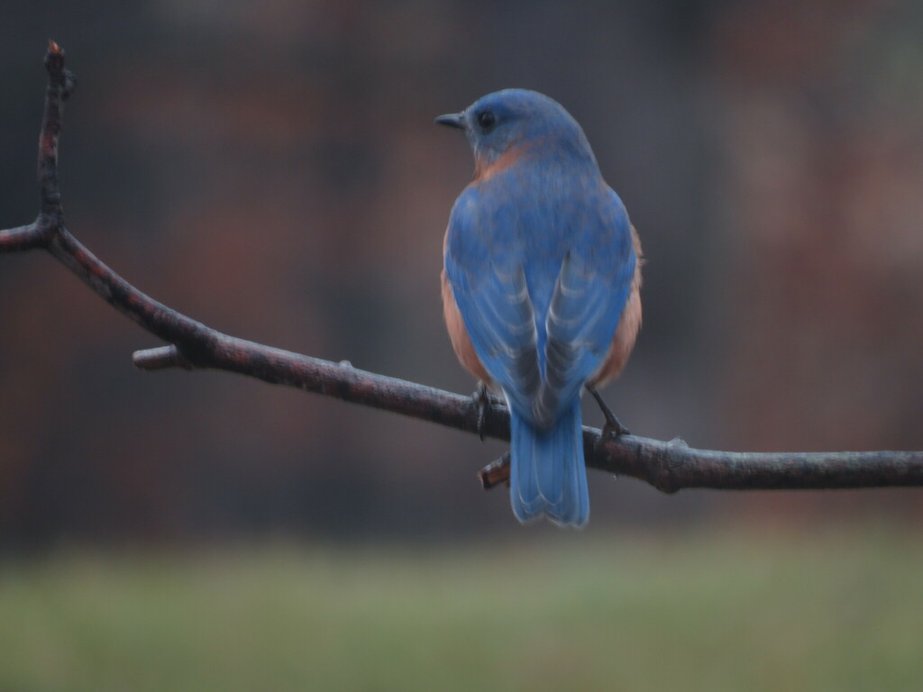 Eastern Bluebird from Frederick, MD, USA on December 28, 2024 at 03:32 ...