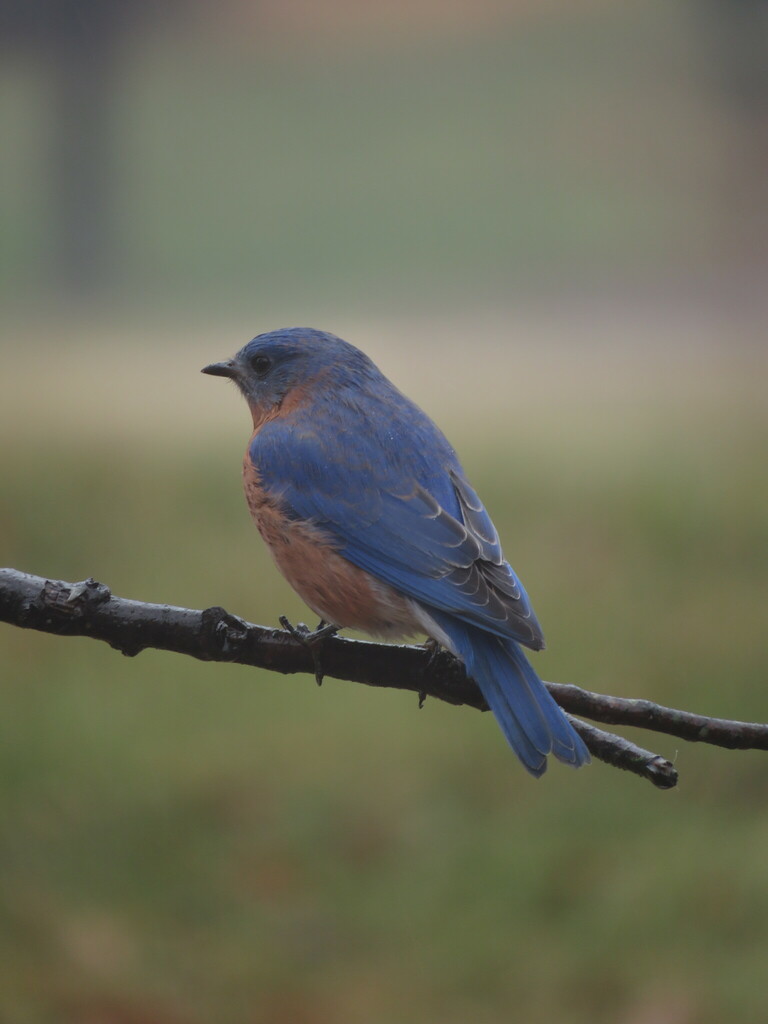 Eastern Bluebird from Frederick, MD, USA on December 28, 2024 at 03:00 ...