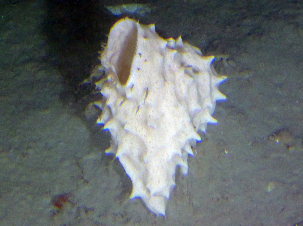 volcano sponge from Chiriguano Bay on December 27, 2024 at 03:37 PM by ...