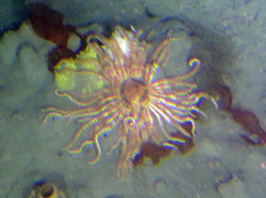 Antarctic Sun starfish from Chiriguano Bay on December 27, 2024 at 03: ...