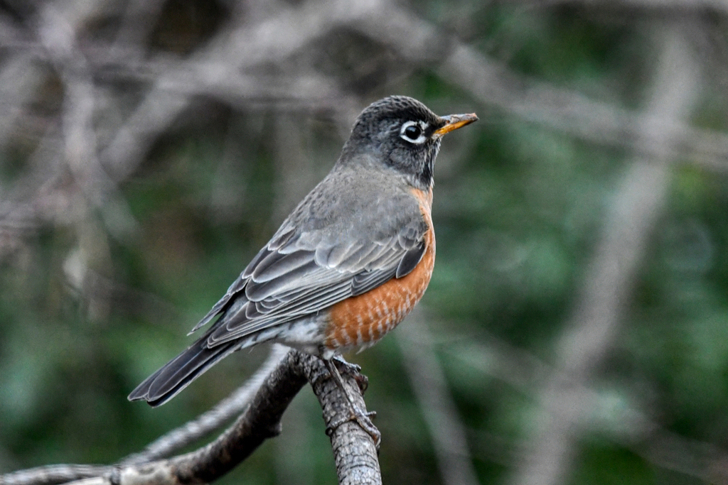 American Robin from Bill's backyard, Lewes, DE on December 22, 2024 at ...