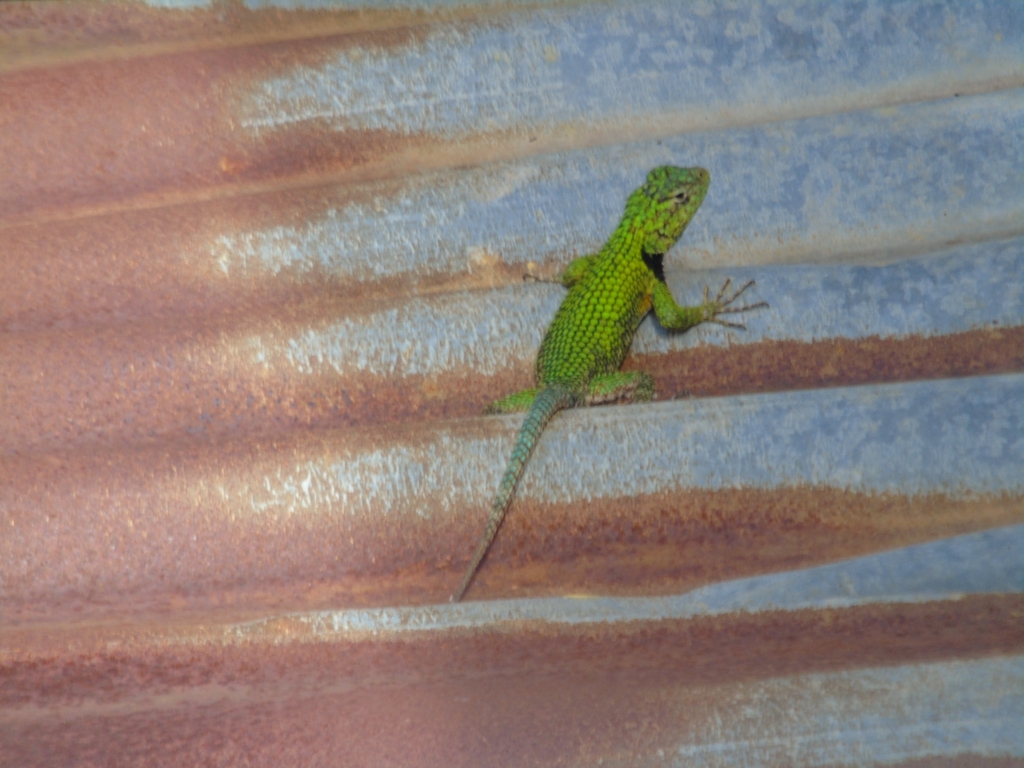 Emerald Swift from Finca Las Carmelitas on January 6, 2014 at 05:53 PM ...