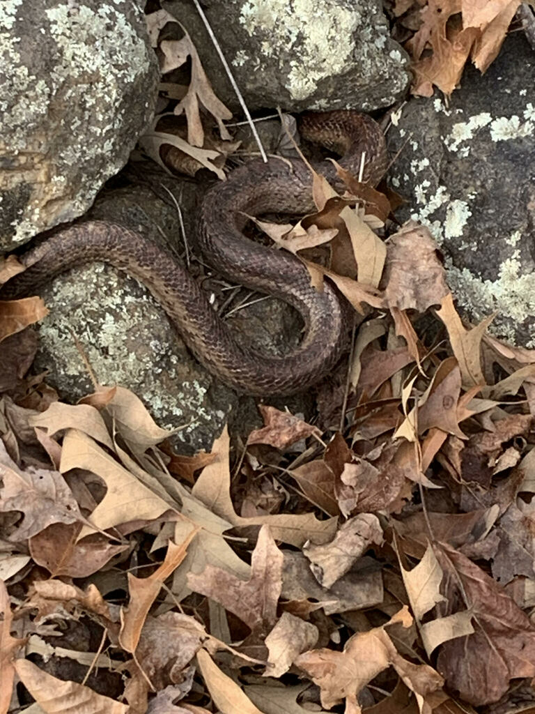 Corn Snake in December 2024 by grissom_tn55. CULVERT NEXT TO HARDWOODS ...