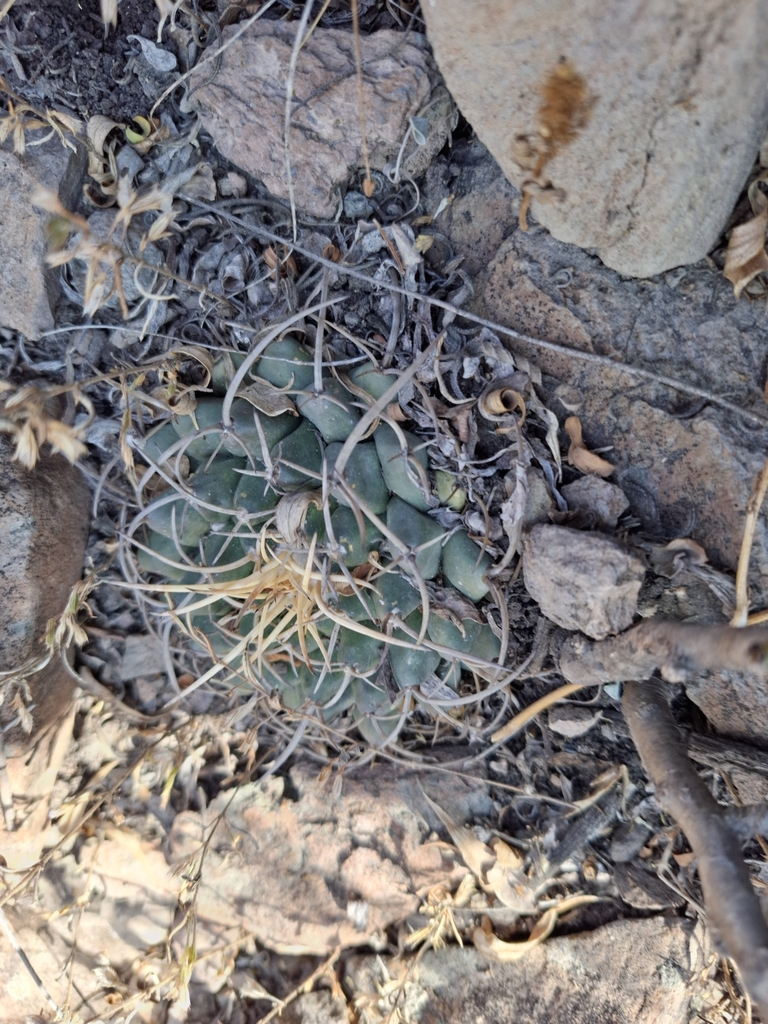 Mexican pincushion cactus from La Raza, 42095 Pachuca de Soto, Hgo ...